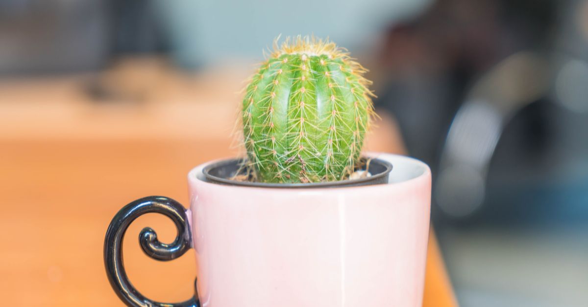 Cactus Flower Plant: 10 Types, Propagation, Care, Buying Guide