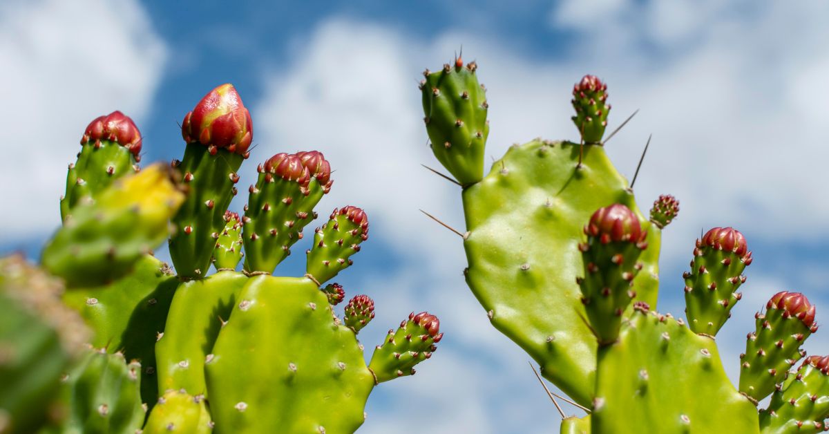 Cactus Flower Plant: 10 Types, Propagation, Care, Buying Guide
