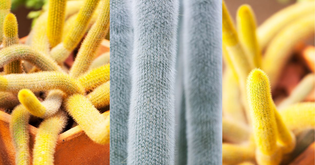 Monkey Tail Cactus: Essential Care Guide for Stunning Blooms