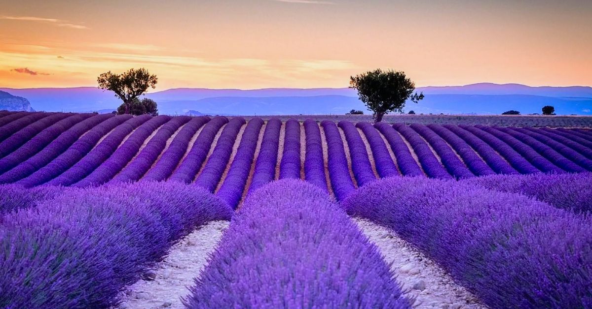 Lavender Color in Design: The Ultimate Guide - Aquariusmediaa